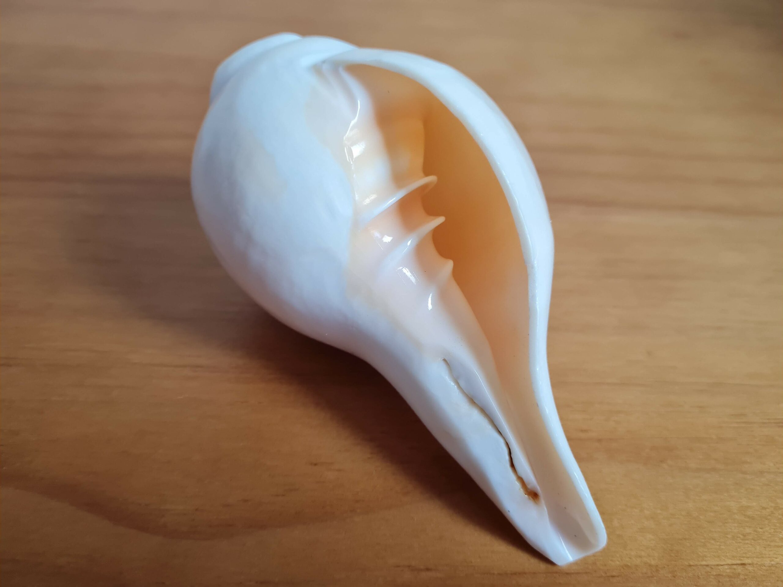 Shankha instrumento musical tradicional indiano 13cm – Bazar Indiano